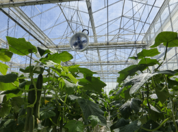 Culture de concombre hors-sol sous serre - Phototheque du Ctifl