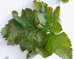 Nécrose d'Itersonilia pastinacea sur feuille de panais - Phototheque du ...