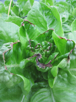 Nécrose marginale humide sur laitue - Phototheque du Ctifl