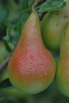 Fruit de la variété de poire Harrow Love - Phototheque du Ctifl