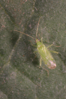 Macrolophus pygmaeus adulte - Phototheque du Ctifl