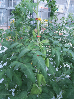 Plantes relais pour introduction d'auxiliaires - Phototheque du Ctifl
