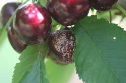 Moniliose sur fruit, dégât sur cerise - Phototheque du Ctifl