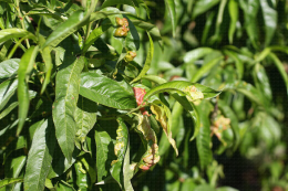 Cloque du pêcher, dégât - Phototheque du Ctifl