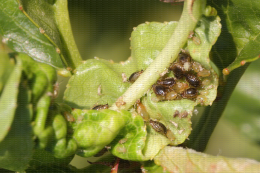Pucerons bruns sur face inférieure de feuille de pêcher - Phototheque ...