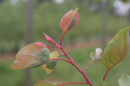 Pucerons farineux sur face inférieure de feuille d'abricotier ...