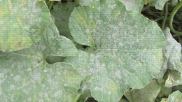 Dégat d'oïdium sur feuille de melon - Phototheque du Ctifl