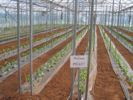 Poivron : suivi de la fertilisation selon la méthode PILazo ...