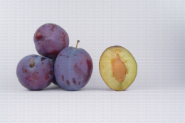 Variété de prune : President - Phototheque du Ctifl