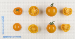 Tomates cerise de couleur orange - Phototheque du Ctifl