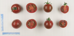 Tomates cerise de couleur marron zébré rouge - Phototheque du Ctifl