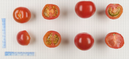 Tomates cerise de couleur rouge - Phototheque du Ctifl