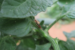 Forficule sur pied de tomate - Phototheque du Ctifl