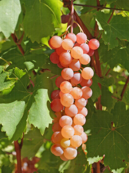 Red Globe, variété de raisin de table - Phototheque du Ctifl