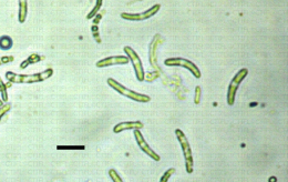 Conidies de Neofabraea alba - Phototheque du Ctifl