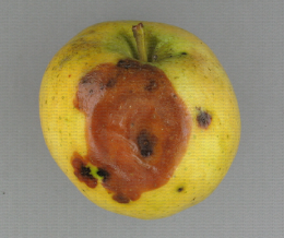 Black Rot sur Chantecler - Phototheque du Ctifl