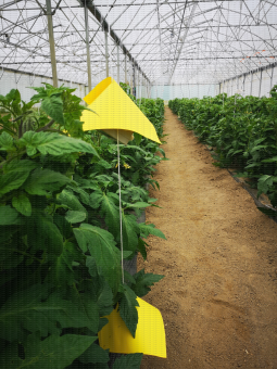 Capteurs d'humidité et de température en abri froid sur tomate ...