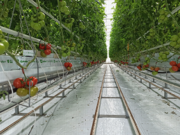 Production de tomate grappe en hors sol en serre chauffée, début de ...