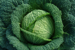 Chou pommé frisé - Phototheque du Ctifl