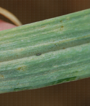 Aeolothrips (Aeolothrips collaris), prédateur de thrips phytoparasites ...