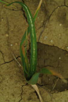 Symptôme lié au virus du nanisme de l'ail (GDV - Garlic Dwarf Virus ...