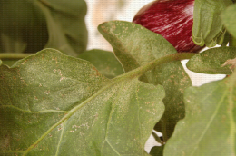 Symptôme de Tetranychus sur feuillage d'aubergine - Phototheque du Ctifl