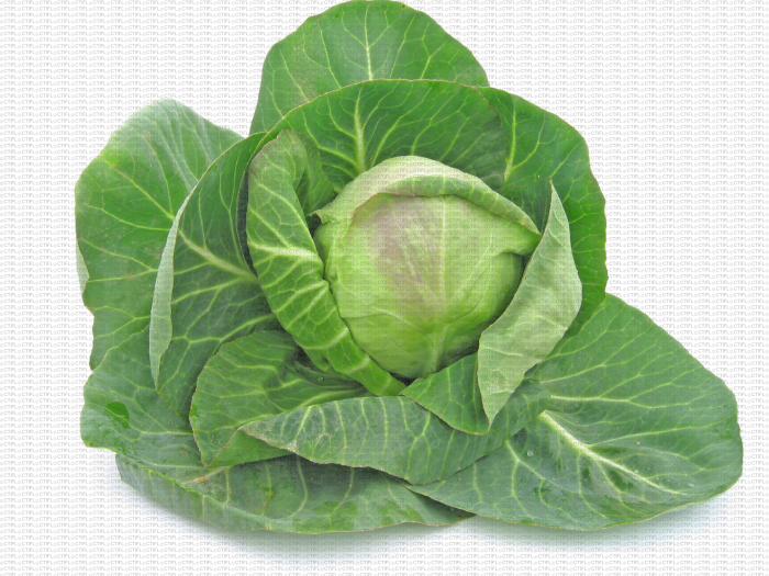 Chou nouveau, spécimen sans défaut - Phototheque du Ctifl