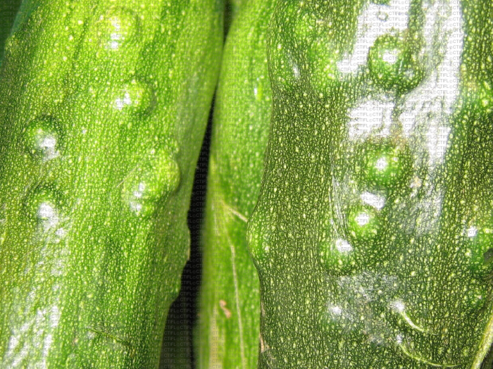 Courgette, intumescences, détail - Phototheque du Ctifl