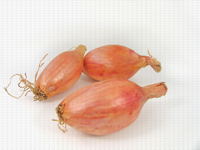 Échalote, spécimens sans défaut - Phototheque du Ctifl