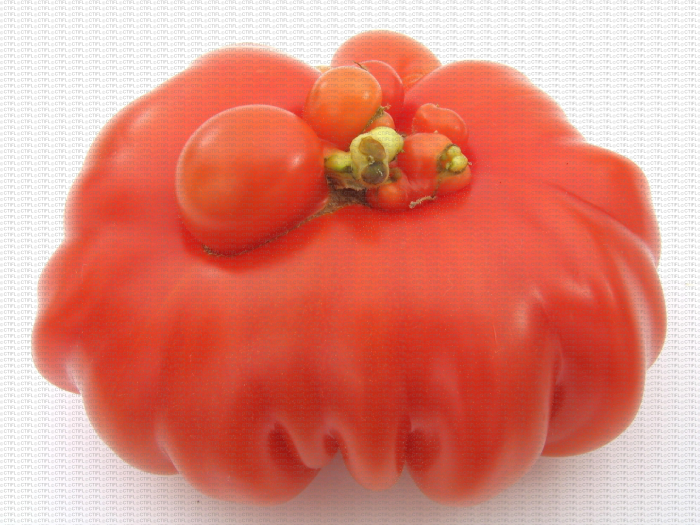Tomate côtelée, excroissances pistillaires - Phototheque du Ctifl