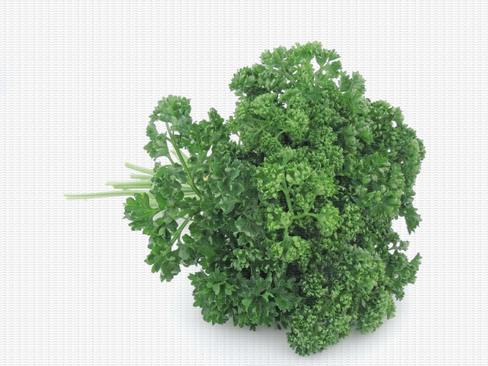 Persil frisé, spécimen sans défaut - Phototheque du Ctifl