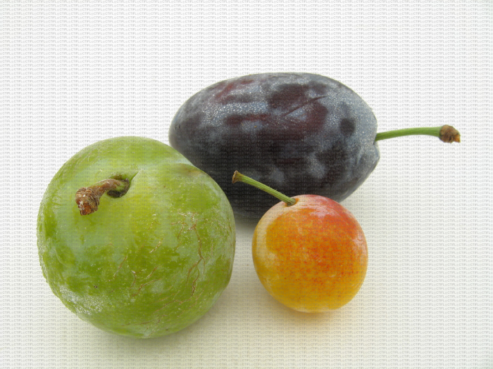 Prunes Reine-Claude, Mirabelle et Quetsche, spécimens sans défaut ...