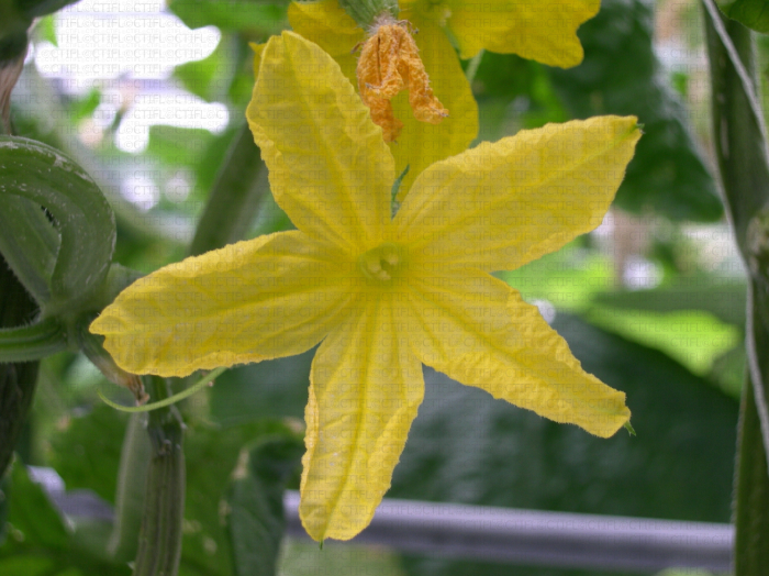 Fleur de concombre - Phototheque du Ctifl