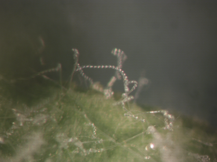 Conidiophore, chapelet de conidies, sur feuille de fraisier ...