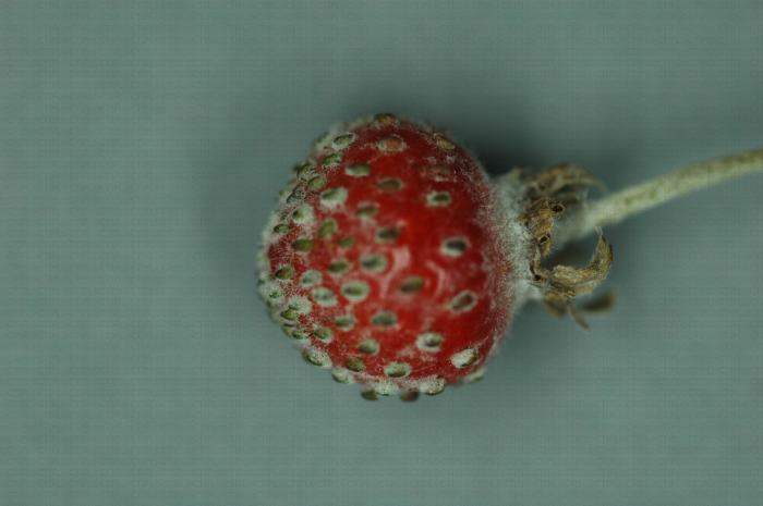 Attaques d'oidium sur fraise, akènes, sépales et pédoncule ...
