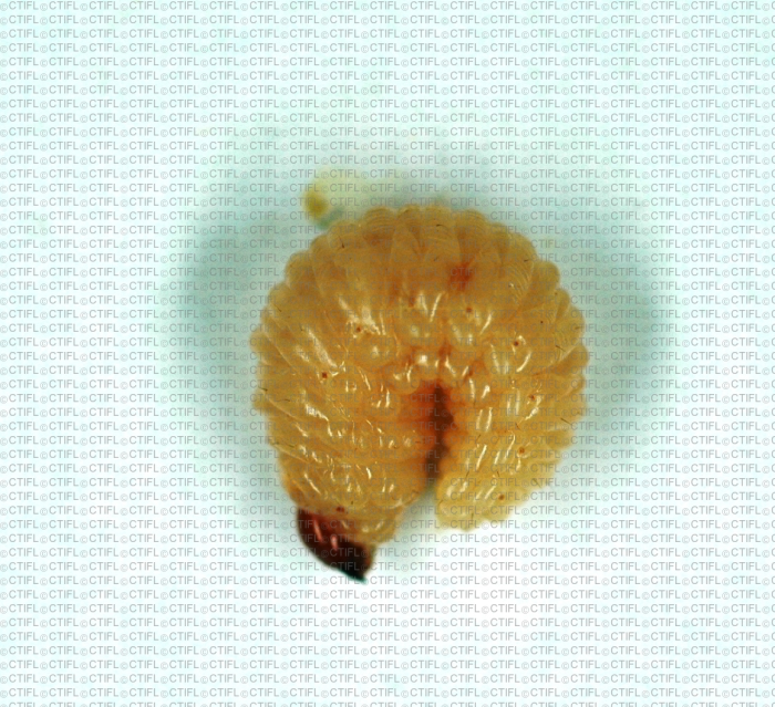 Larve de balanin, Curculio elephas - Phototheque du Ctifl