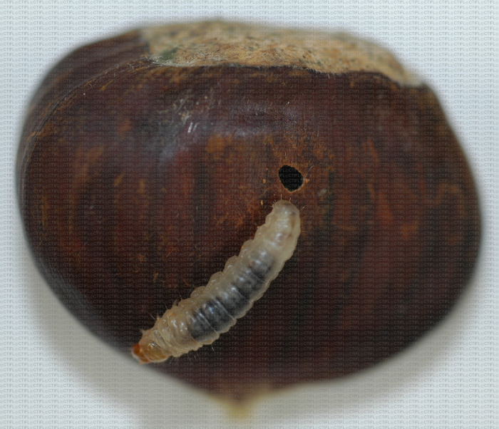 Carpocapse de la châtaigne, Cydia splendana : sortie de la larve 5 ...