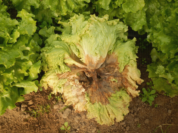Botrytis sur laitue - Phototheque du Ctifl