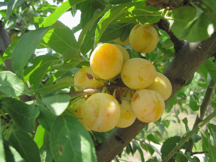 Mirabelle de Nancy en verger - Phototheque du Ctifl