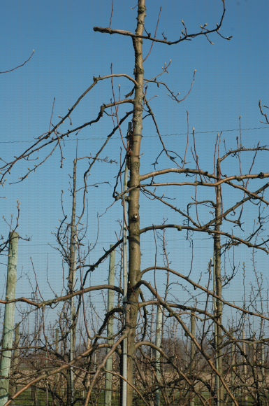 Poirier Harrow Love - Phototheque du Ctifl