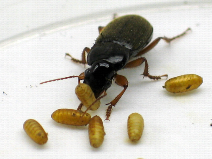 Carabe Pseudoophonus rufipes consommant une pupe de mouche de l'olive ...