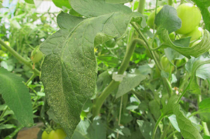 Dégâts d'acariens sur feuilles de tomate - Phototheque du Ctifl