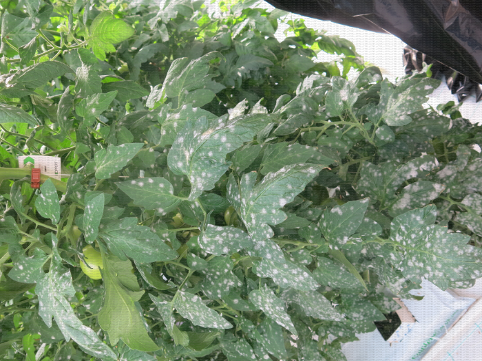 Taches d'oïdium sur feuille de tomate - Phototheque du Ctifl