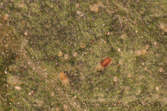 Acariens tétranyques sur tomate - Phototheque du Ctifl