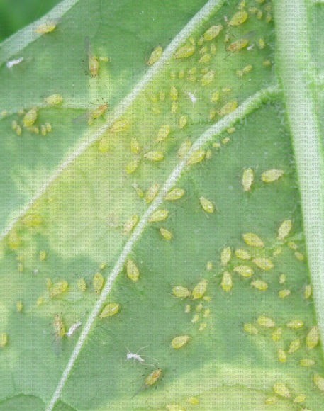 Pucerons Aulacorthum sur poivron - Phototheque du Ctifl