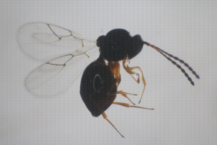 Ganaspis cf. brasiliensis, femelle - Phototheque du Ctifl