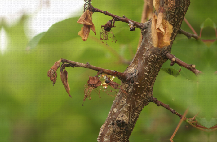 Moniliose sur fleurs et rameaux, dégât sur abricotier - Phototheque du ...