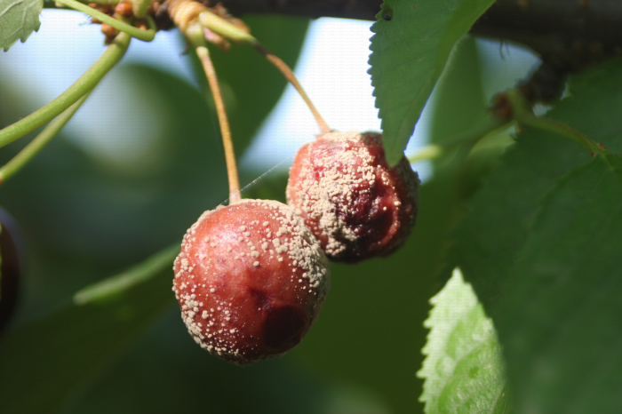 Moniliose sur fruits, dégâts sur cerise - Phototheque du Ctifl