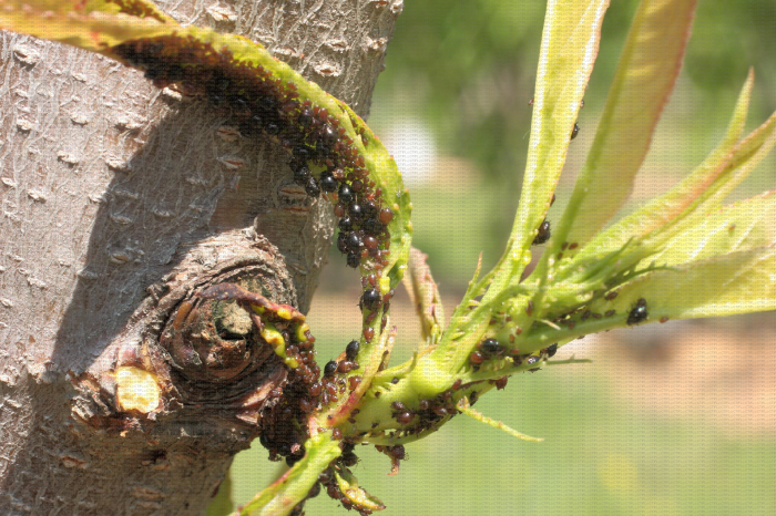 Puceron noir du pêcher - Phototheque du Ctifl