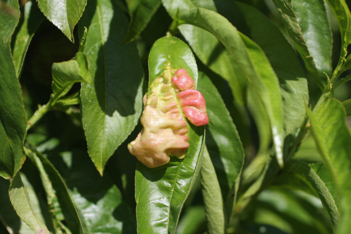 Cloque du pêcher, symptôme sur feuille - Phototheque du Ctifl